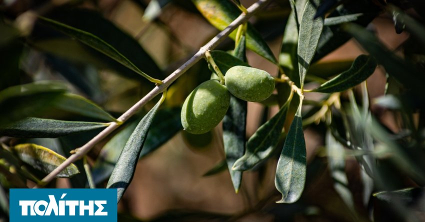 Το πρόγραμμα για τον τελευταίο ψεκασμό δακοκτονίας | politischios.gr