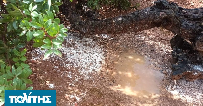 Νέες καταστροφές στο μαστίχι έφερε η καλοκαιρινή καταιγίδα (Ηχητικό ...