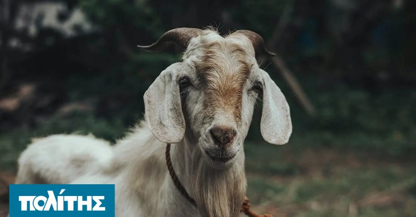 Η απαγόρευση των οικόσιτων ζώων στο Βροντάδο | politischios.gr