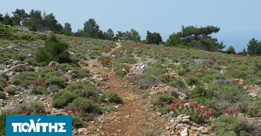 Φίλοι Μονοπατιών Χίου - Κοπή πίτας στην Παναγία Αρβανίτισσα και ...