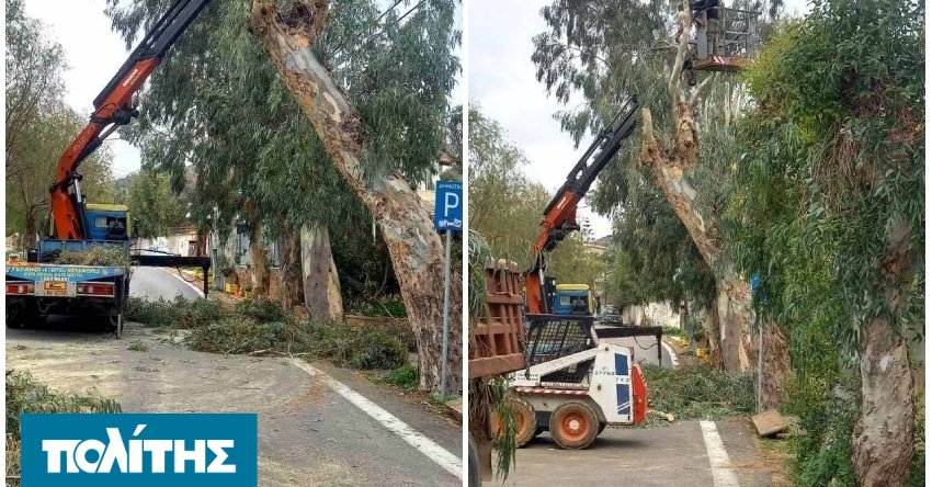 Κλαδεύσεις δέντρων σε Καρφά και Ελάτα | politischios.gr