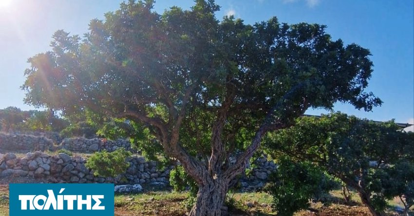 «Δέντρο, μαστιχόδεντρο και Ιστορία Τέχνης» - Εικαστικά εργαστήρια στο ...