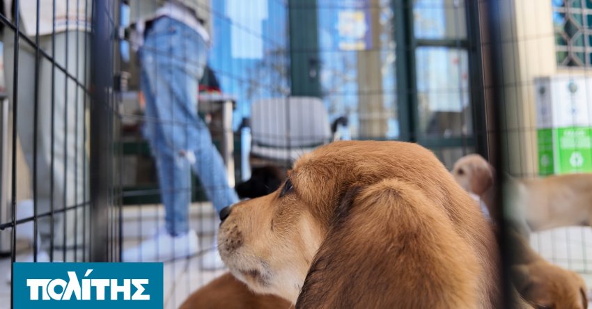 Γιορτή υιοθεσίας αδέσποτων με πολλαπλά μηνύματα (video-pics ...