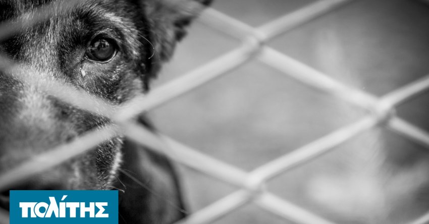 Σύλληψη και πρόστιμο σε 38χρονο που δεν τηρούσε τους κανόνες ευζωίας ...
