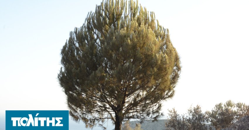 351.722,01 ευρώ σε επενδύσεις για την πρόληψη δασικών πυρκαγιών στην Π ...