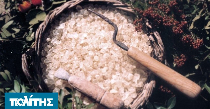 Εκδήλωση-αφιέρωμα στη μονάκριβη μαστίχα της Χίου από τους Πυργούσους ...
