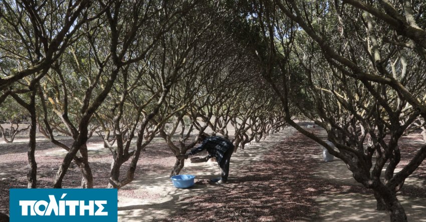 Παρουσίαση του βιβλίου "Οι Άνθρωποι της Μαστίχας" του Στρατή Βογιατζή ...