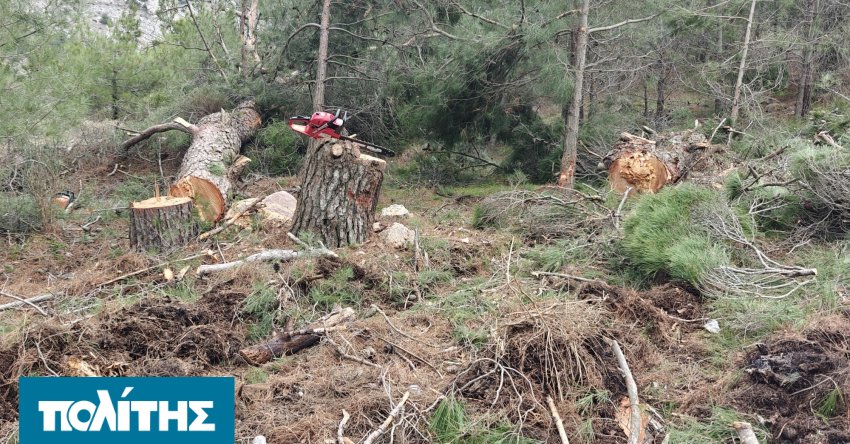 Ποιος και για ποιο λόγο κόβει αυτά τα δέντρα στη Βολισσό; | politischios.gr