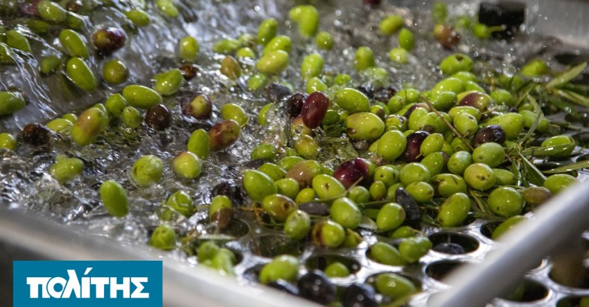 Αισιοδοξία για καρποφορία και καλής ποιότητας ελαιόλαδο μετά τη βροχή ...
