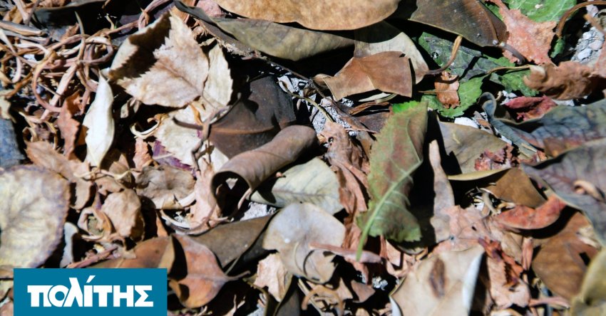 «Έχουμε γίνει άμισθοι δημοτικοί υπάλληλοι» | politischios.gr