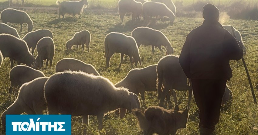Απαγόρευση βοσκής για 10 χρόνια σε καμένη δασική έκταση στη Βόρεια Χίο ...