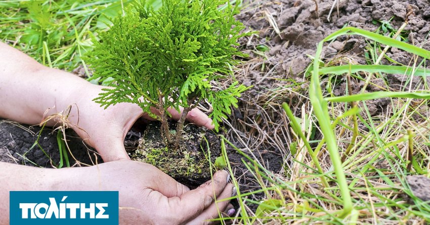 Εθελοντική δράση αναδάσωσης στην Παναγία Σικελιά | politischios.gr