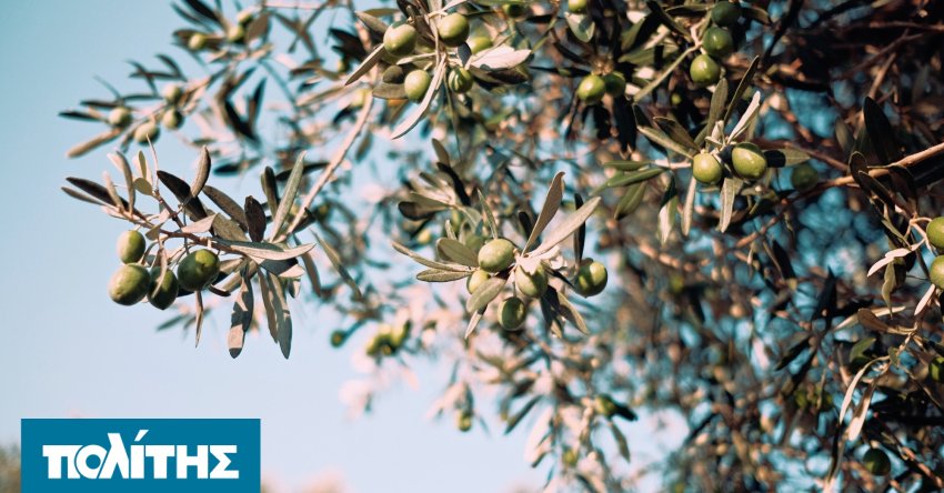 Πρόγραμμα ψεκασμών για την καταπολέμηση του δάκου της ελιάς ...